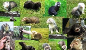 19 Interesting Facts About Ferrets - OhFact!