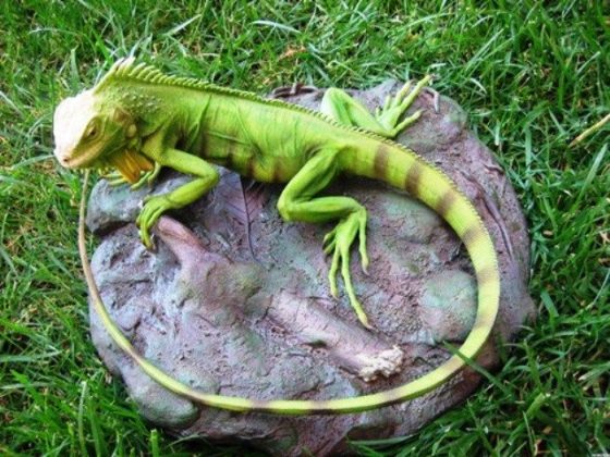 17 Interesting Facts About Iguana - OhFact!
