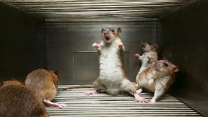 17 Interesting Facts About Mice - OhFact!