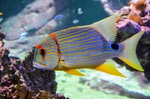 20 Interesting Facts About Fish - OhFact!