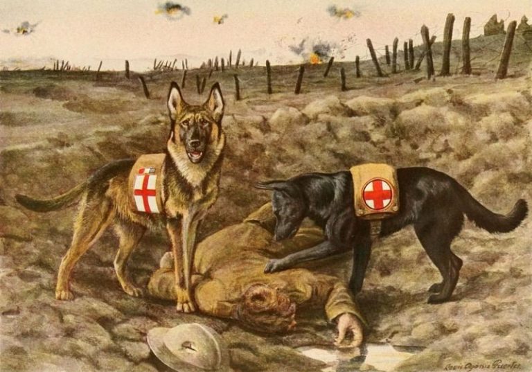 27 Interesting Facts About World War I - OhFact!