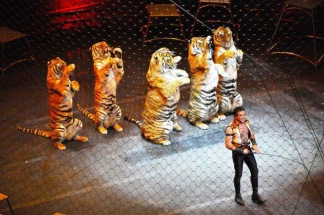 43 Interesting Facts About Tiger - OhFact!