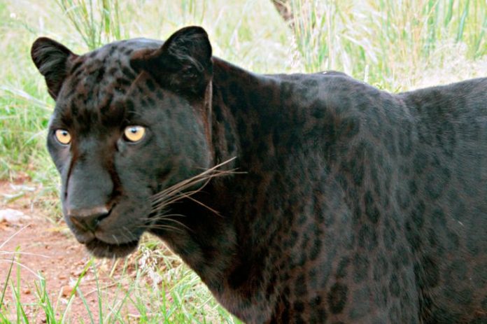 16 Interesting Facts About Leopards - OhFact!