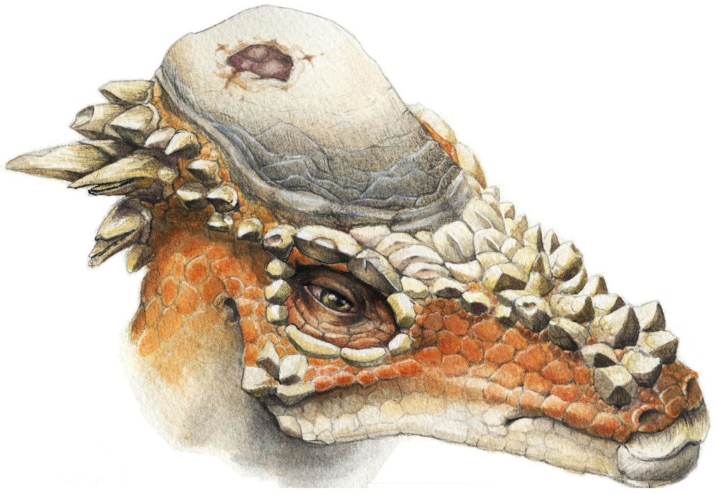 6 Interesting Facts About Pachycephalosaurus - OhFact!