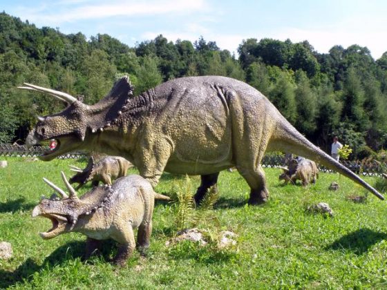 10 Interesting Facts About Triceratops - OhFact!
