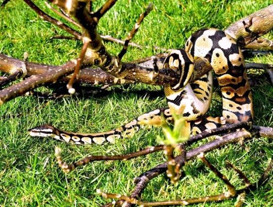 16 Interesting Facts About The Ball Python - OhFact!