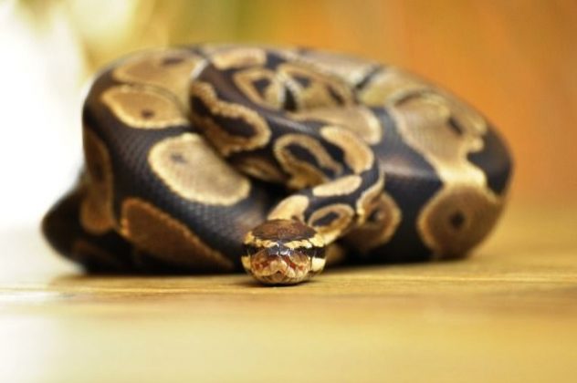 16 Interesting Facts About The Ball Python - OhFact!