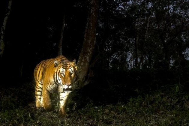 29 Interesting Facts About The Bengal Tiger - OhFact!