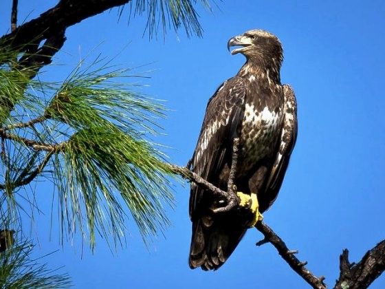 17 Interesting Facts About Bald Eagle - OhFact!