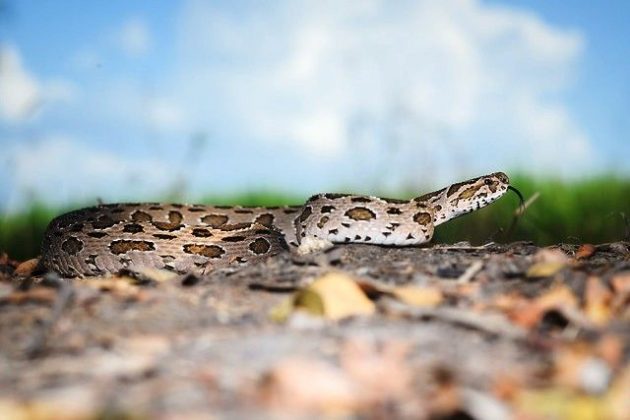 11 Interesting Facts About Russell's Viper - OhFact!