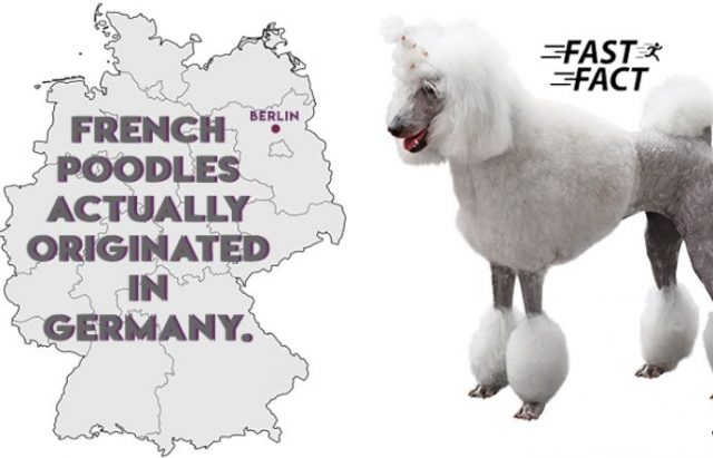 31 Interesting Facts About Poodles - OhFact!