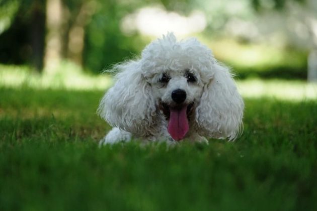 31 Interesting Facts About Poodles - OhFact!