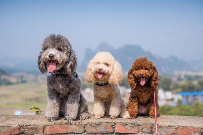 31 Interesting Facts About Poodles - OhFact!